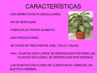 LAS PLANTAS | PPT