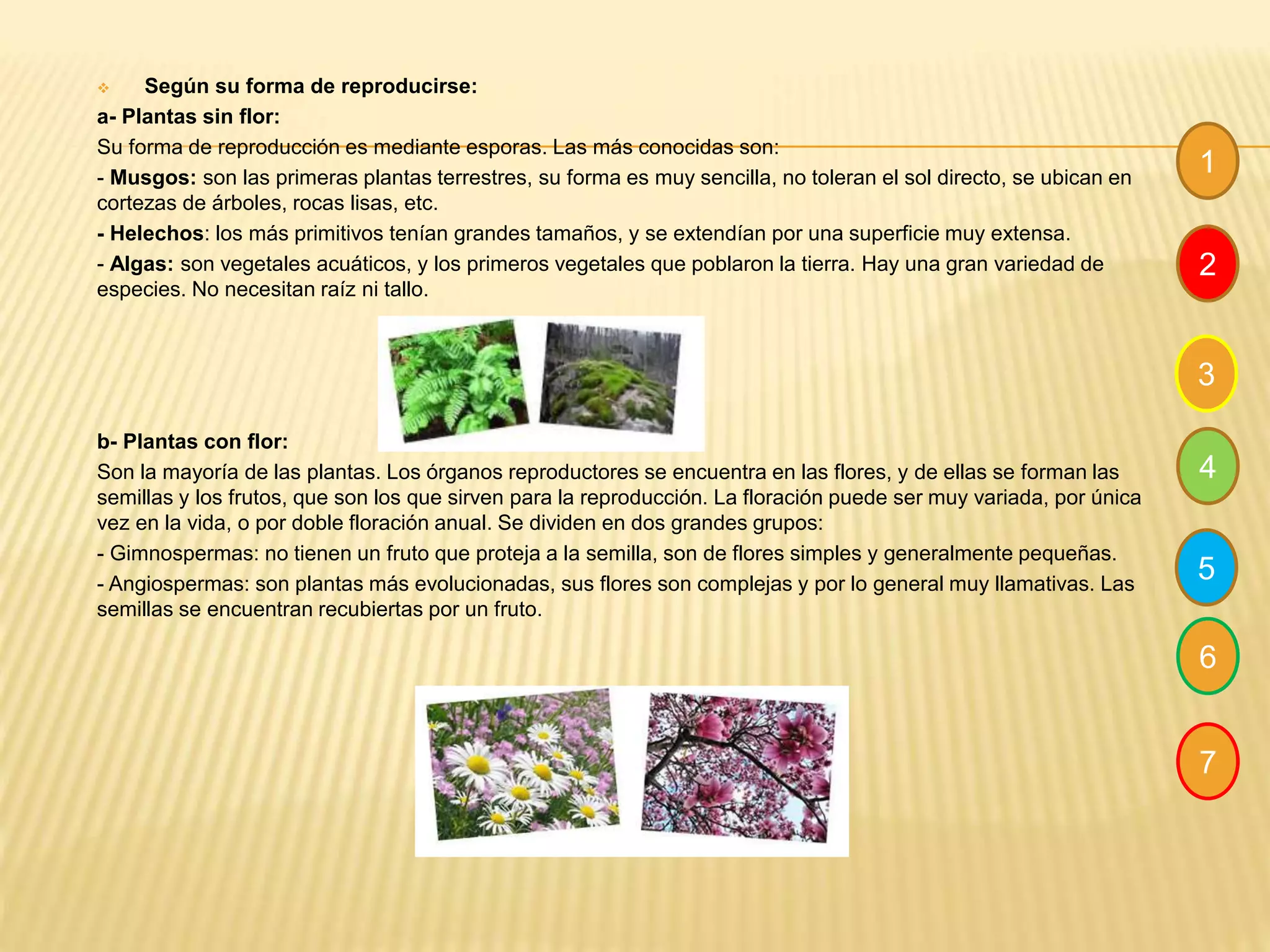 Las plantas Tarea | PPTX