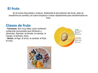 Las plantas y la funciones de sus partes | PPT