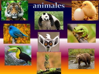 Las plantas y los animales | PPTX