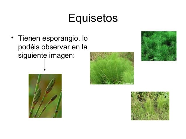 Las plantas y los hongos (tania)