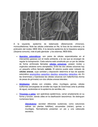 Las plantas y su estructura i | DOCX