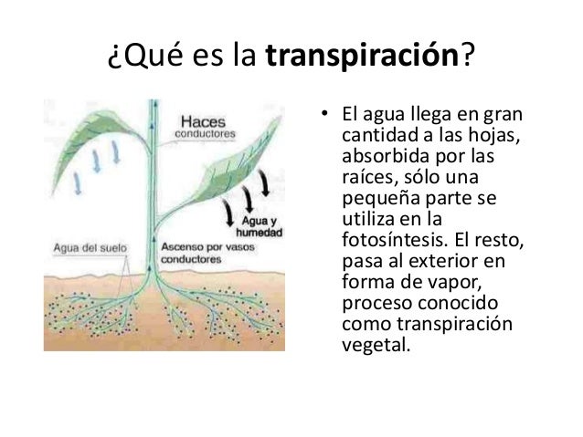 Q Es La Capilaridad En Las Plantas - Citas Adultos en Asturias