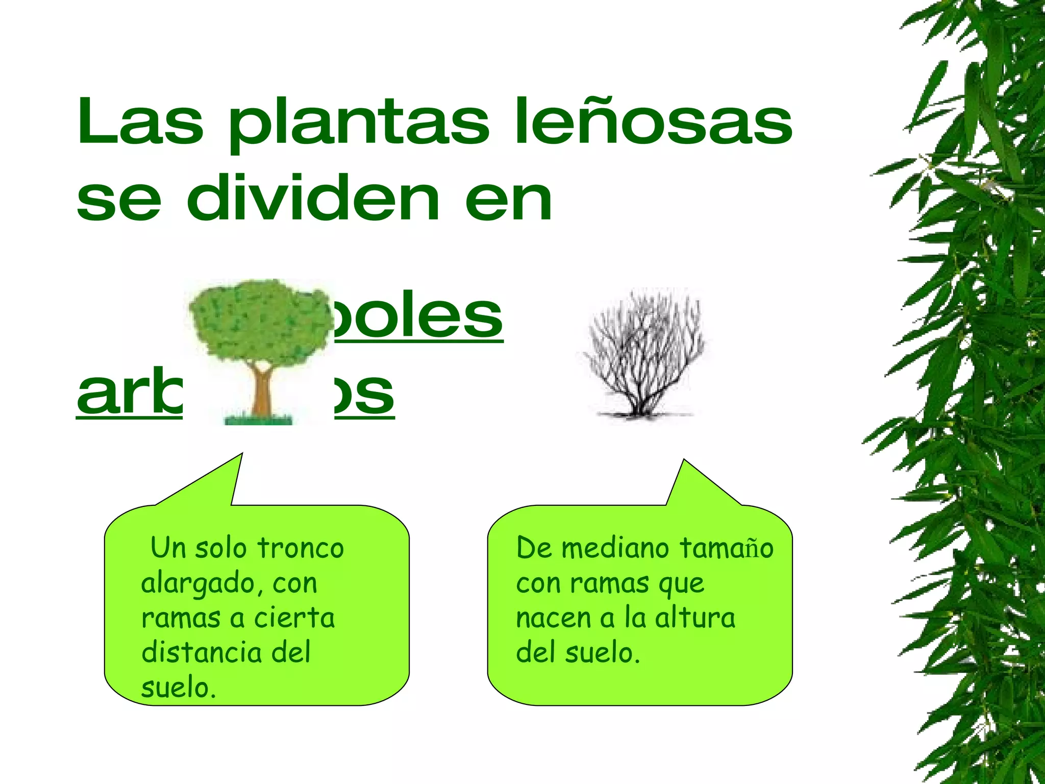 Las Plantas Y Sus Partes | PPT