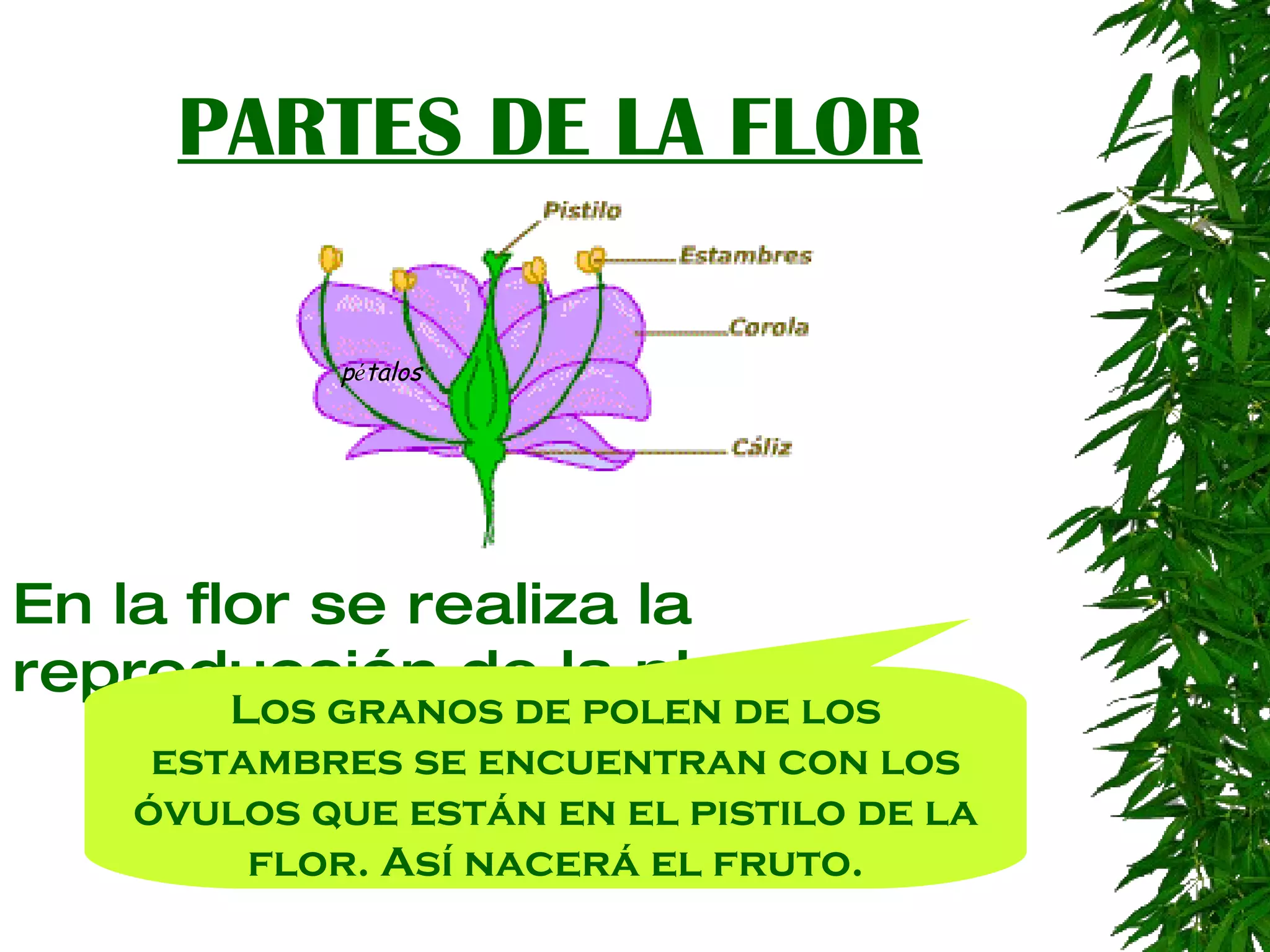 Las Plantas Y Sus Partes | PPT