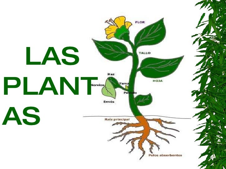 El dibujo de una planta y que señale su funciones - Imagui
