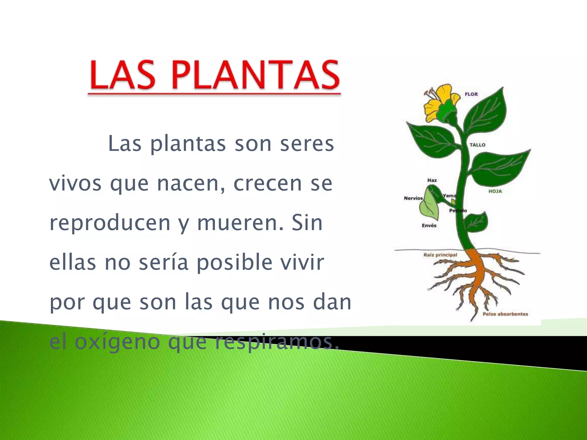 Las plantas y sus partes | PPTX