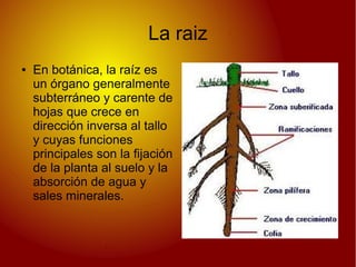Las plantas y sus partes | ODP