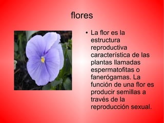 Las plantas y sus partes | ODP