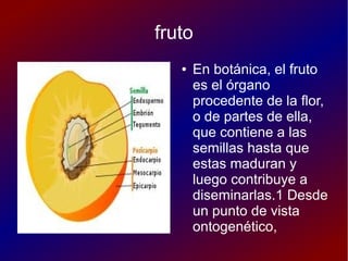 Las plantas y sus partes | ODP