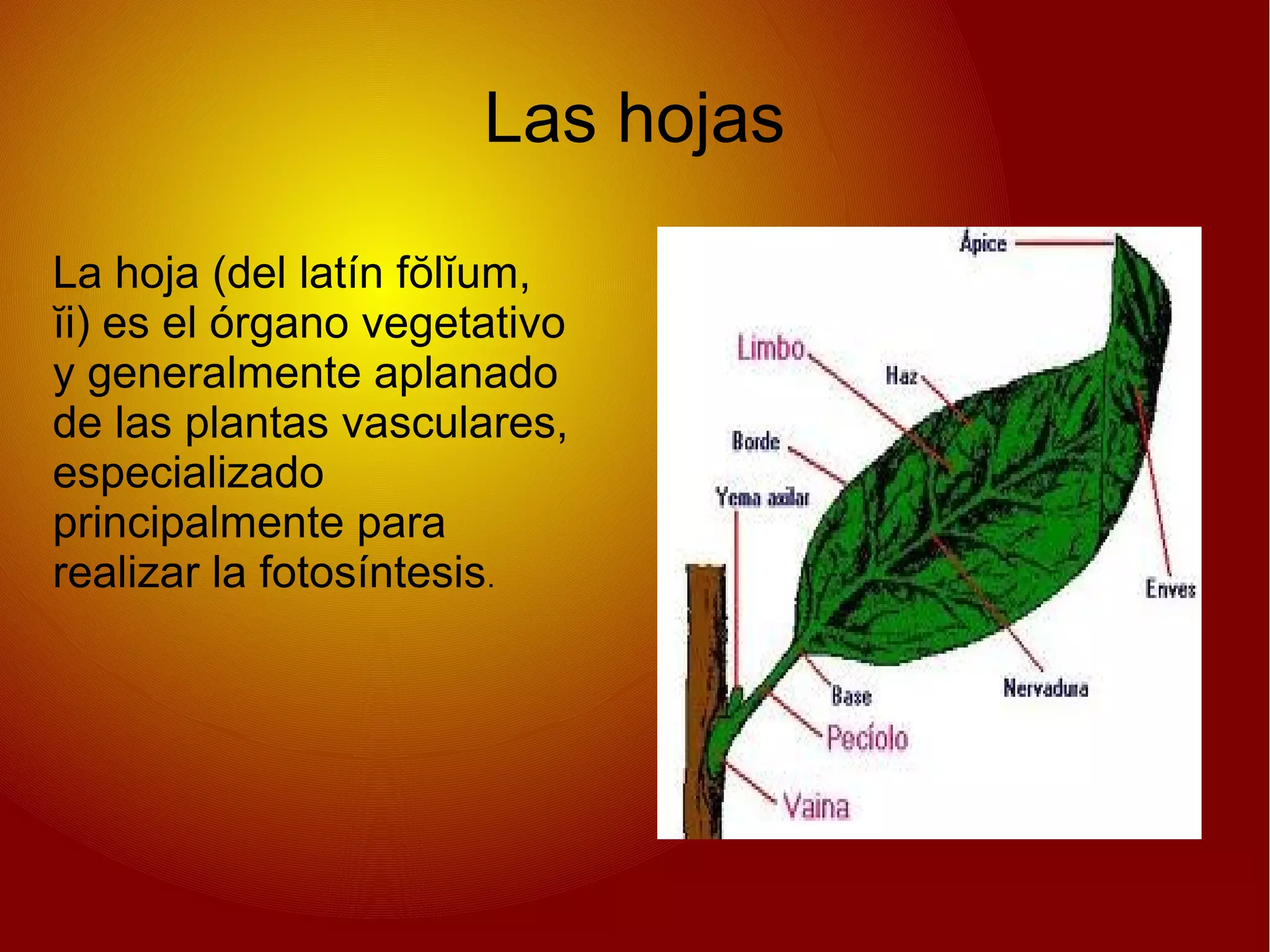 Las plantas y sus partes | ODP