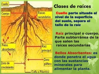 Las plantas y sus partes ........ leidy acosta. | PPTX