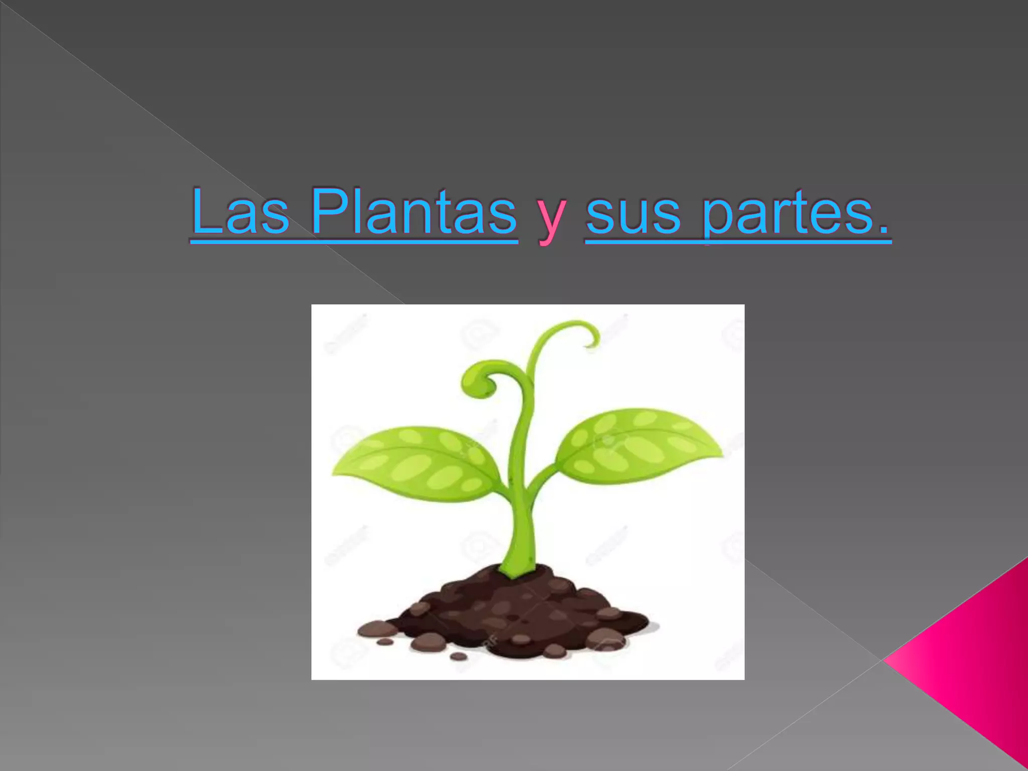 Las plantas y sus partes | PPT