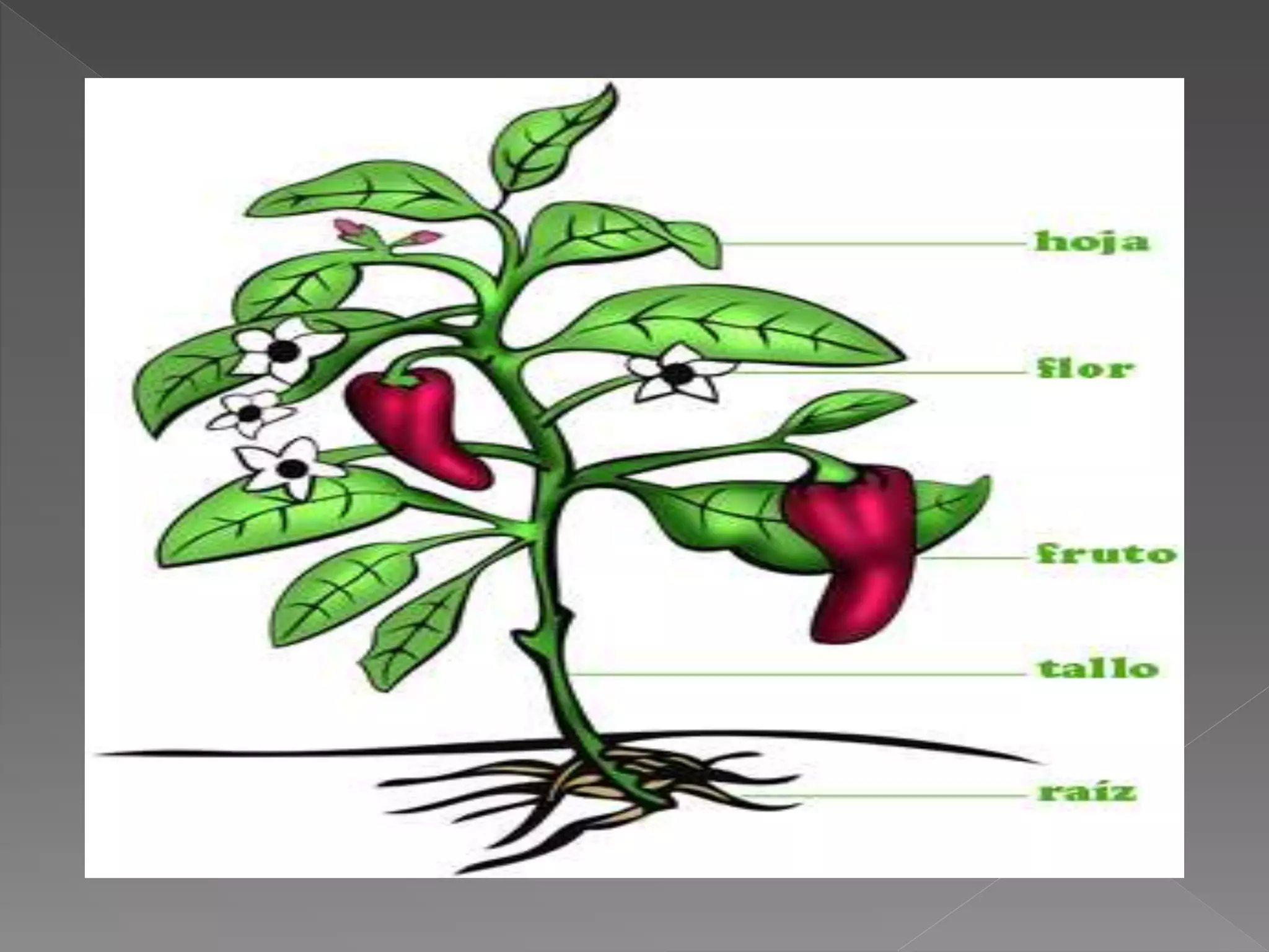 Las plantas y sus partes | PPT