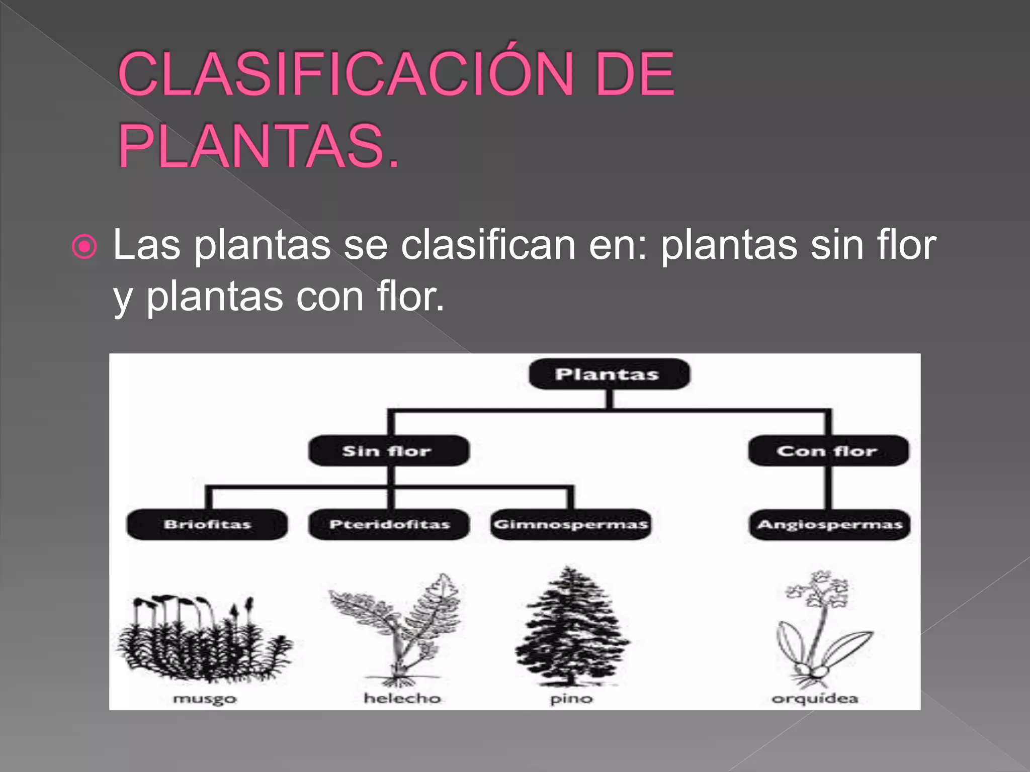 Las plantas y sus partes | PPT