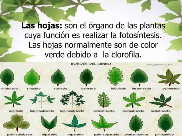 Las plantas y sus partes. | PPTX | Biological Sciences | Science