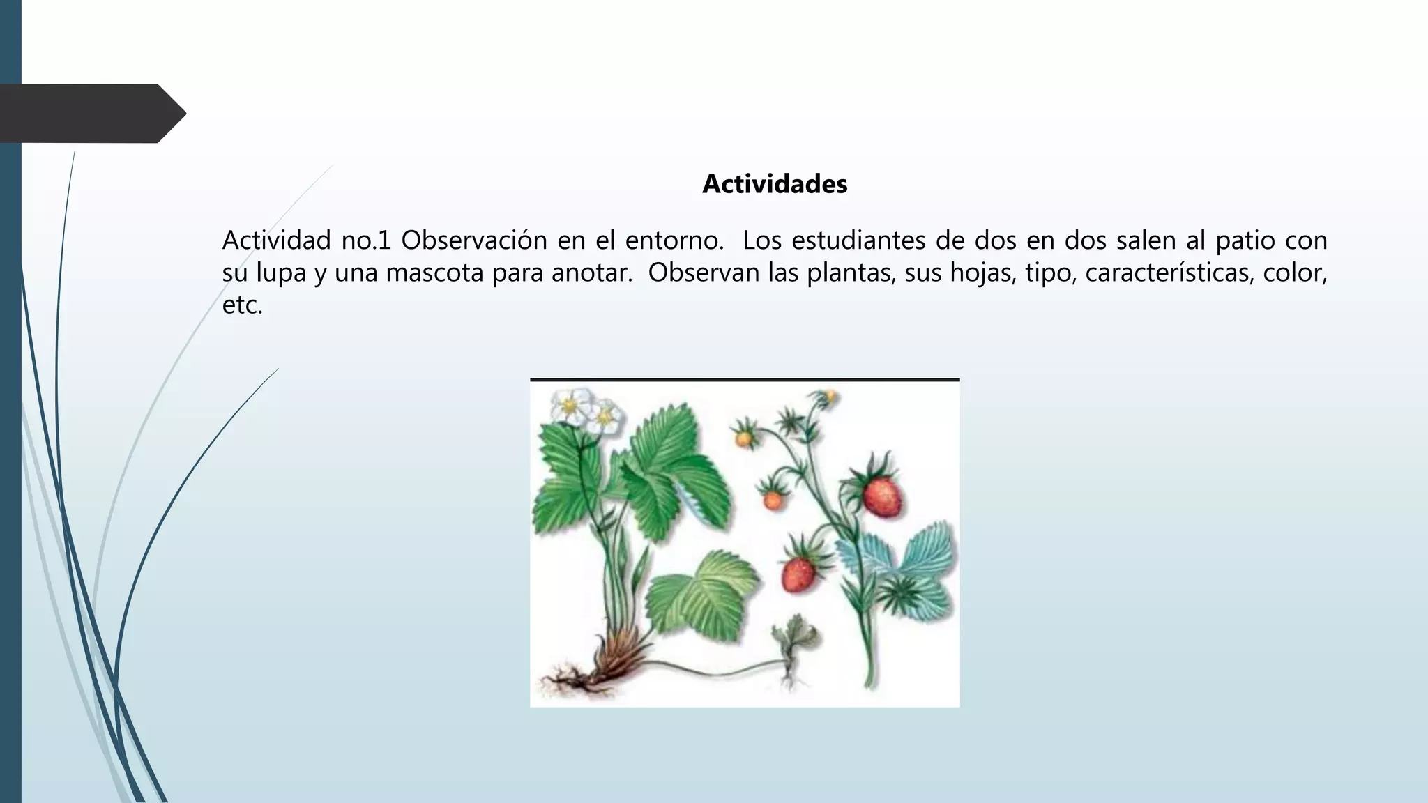 Las plantas y sus partes | PPT