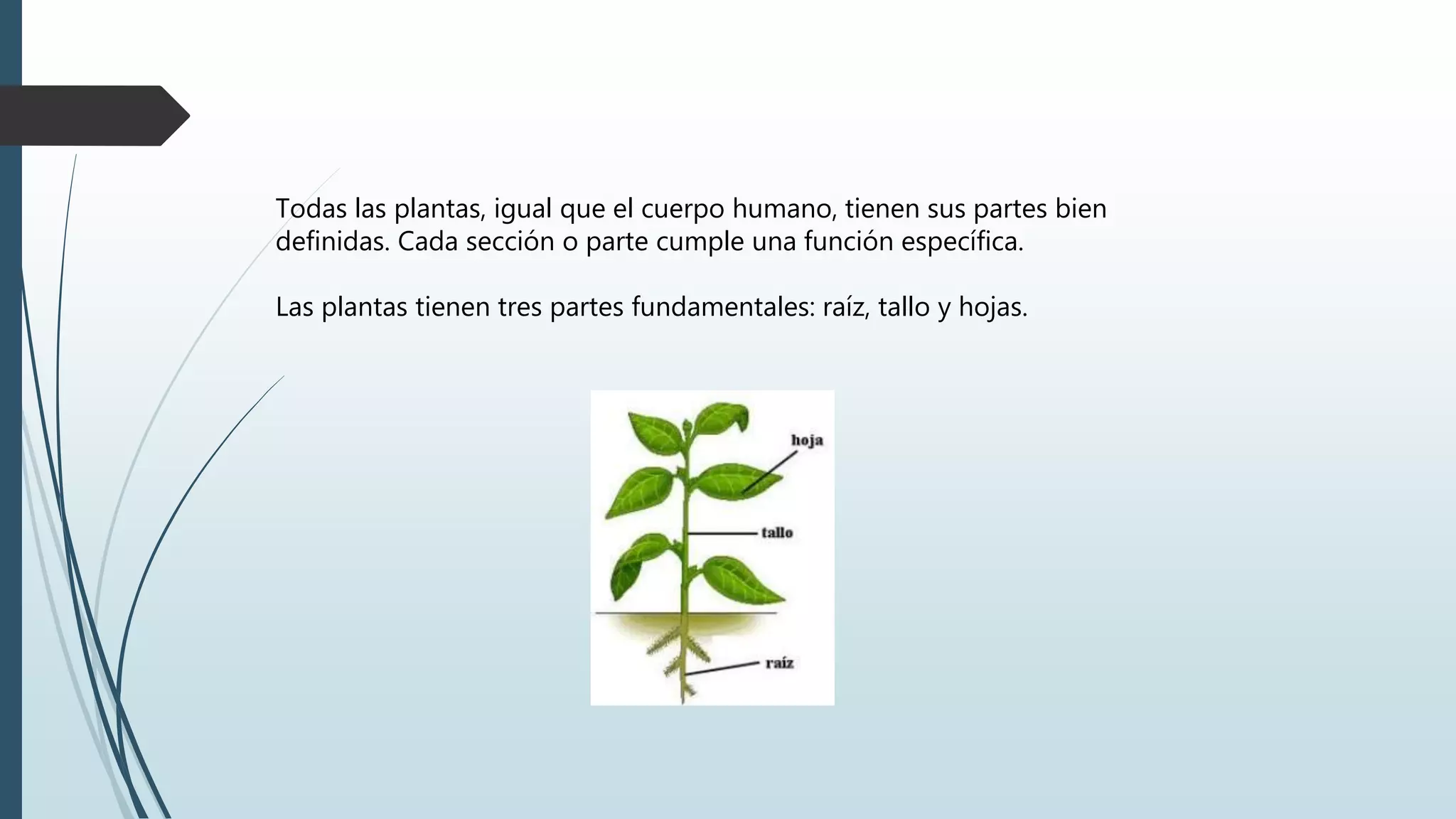 Las plantas y sus partes | PPTX | Science