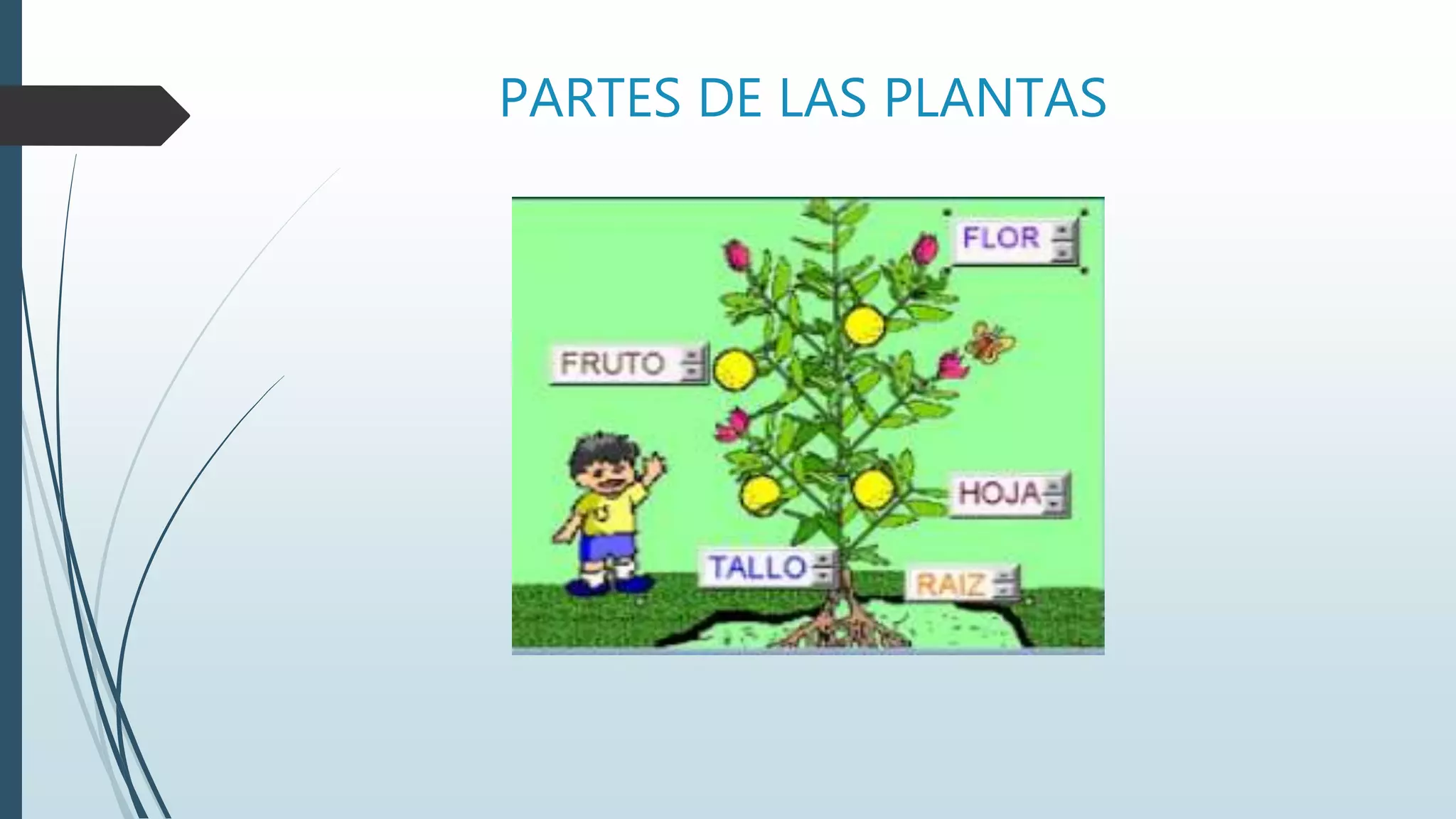 Las plantas y sus partes | PPTX | Science