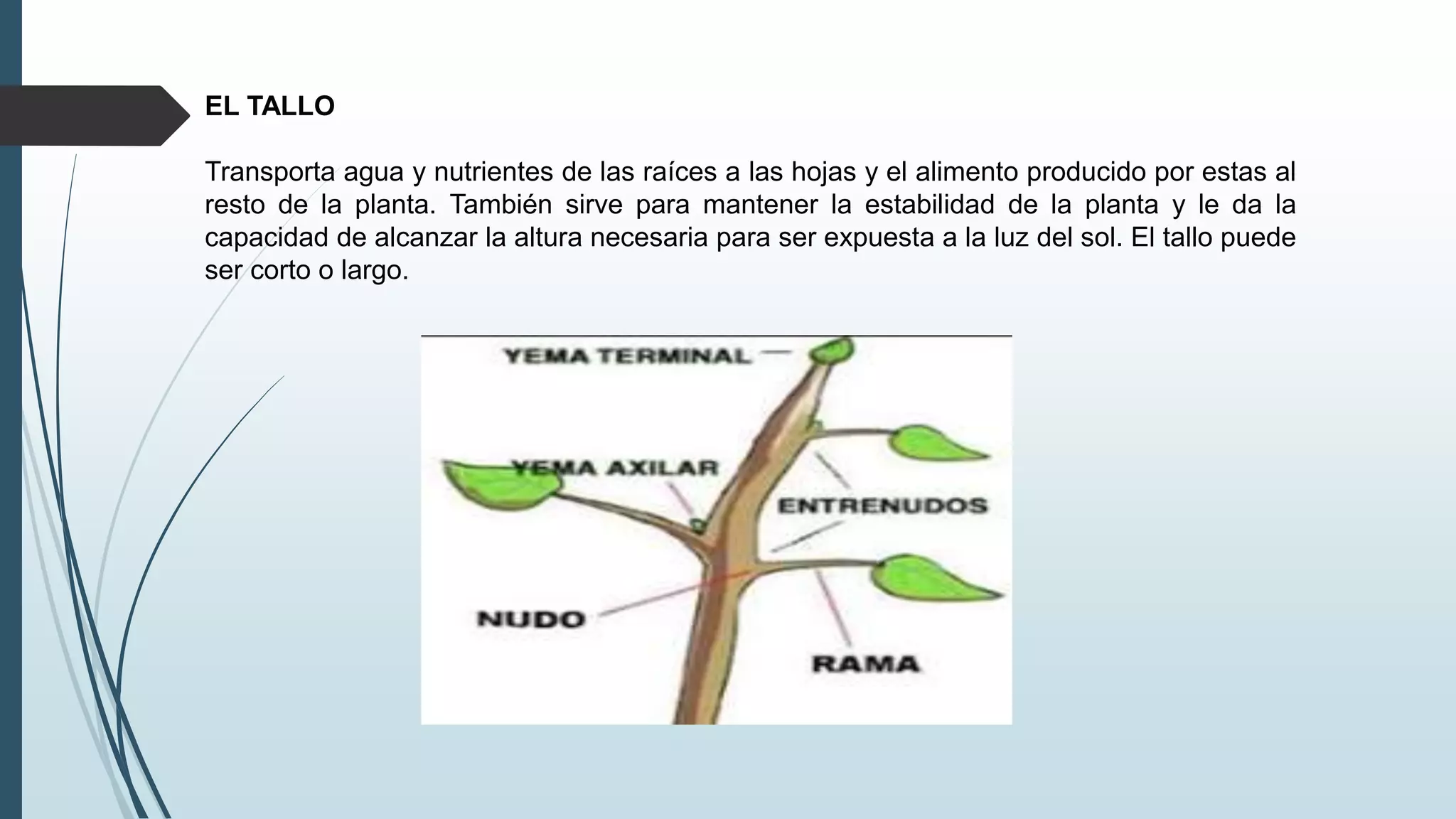 Las plantas y sus partes | PPT