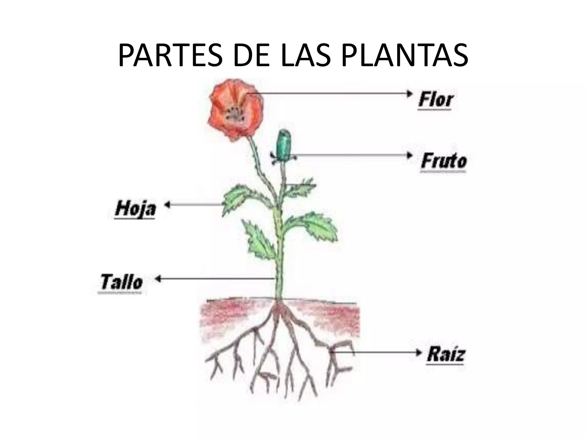 Las plantas y sus partes | PPT
