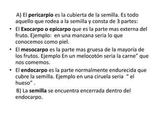 Las plantas y sus partes | PPTX
