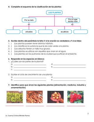 Las plantas y sus partes caracteristicas | PDF