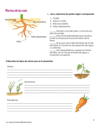 Las plantas y sus partes caracteristicas | PDF