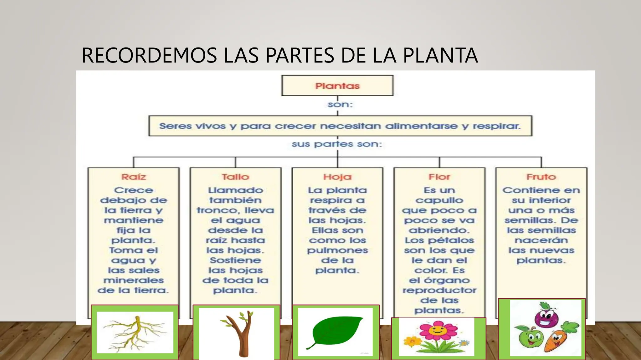 LAS PLANTAS Y SUS PARTES IMPORTANTES.pptx
