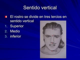 Las Proporciones Del Rostro Ortodoncia Kulturaupice