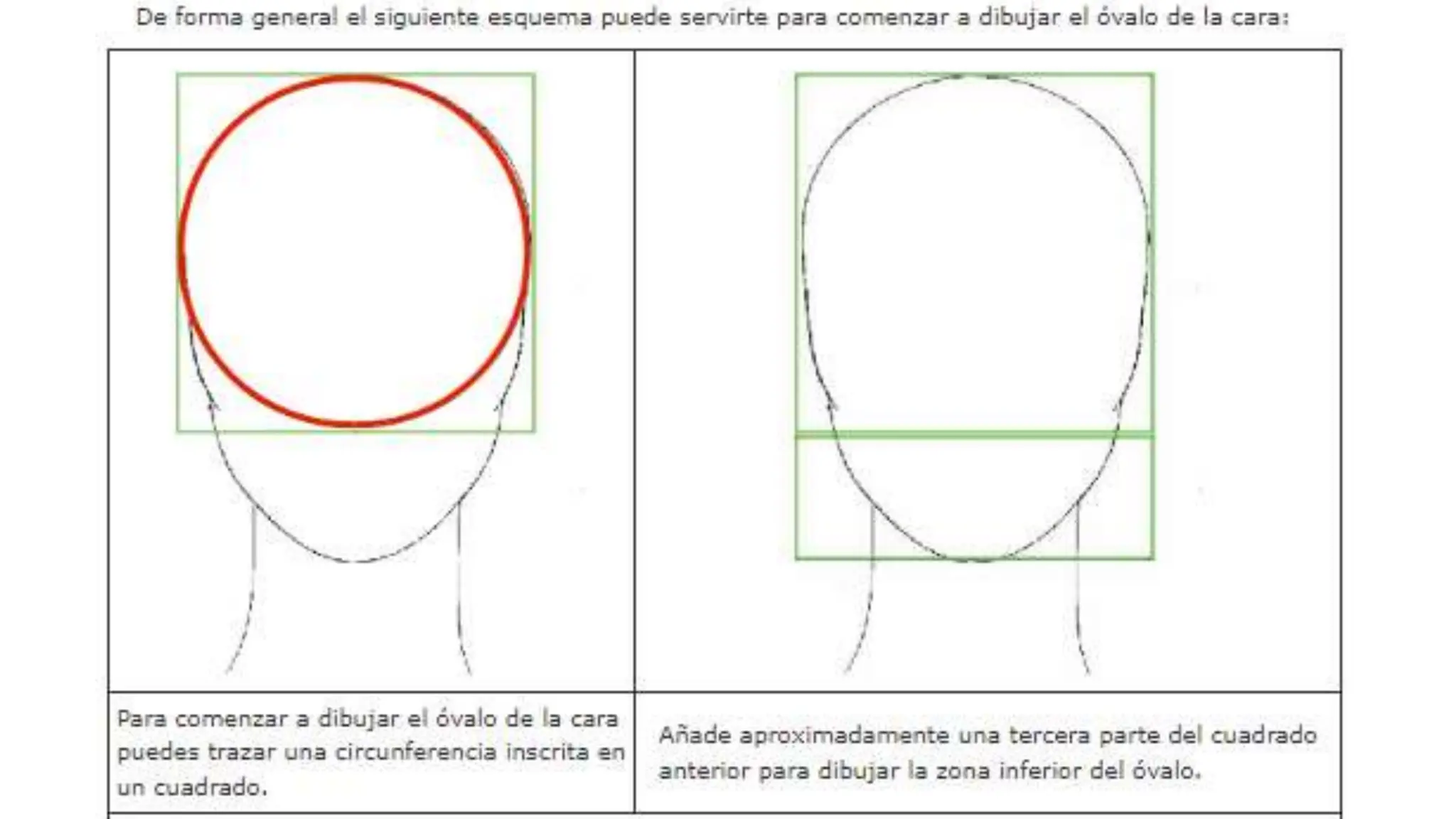 Las Proporciones Del Rostro Humano 1 Pptx