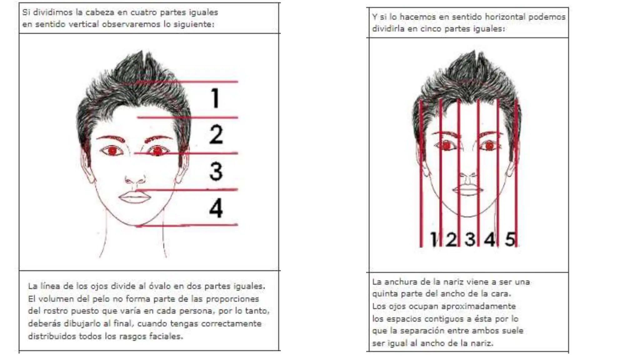 Las Proporciones Del Rostro Humano 1 Pptx
