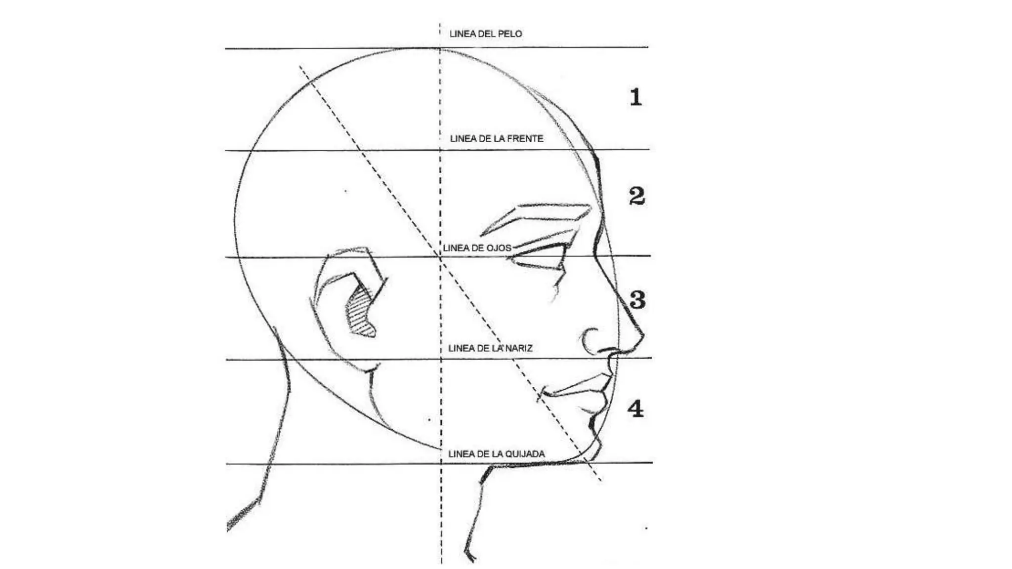 Las Proporciones Del Rostro Humano 1 Pptx