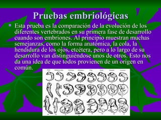Las pruebas de la evolución.pdf