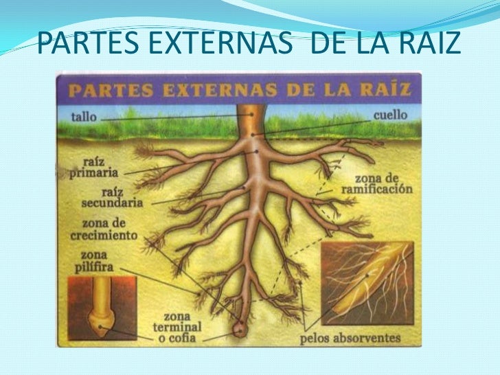 Las Raices