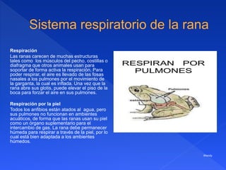 Sistema respiratorio de las ranas y su habitad | PPTX