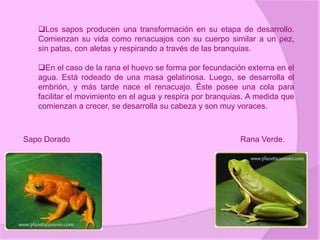 Las Ranas y los sapos | PPTX