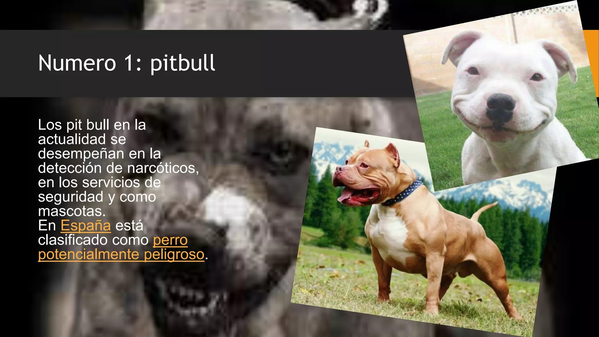 Las razas de perros mas peligrosas | PPTX