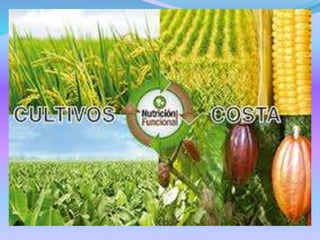 Las región de la costa | PPTX