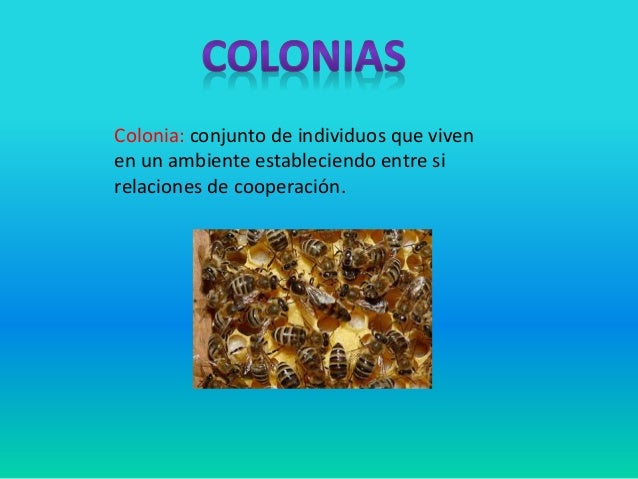 Las relaciones de los seres vivos mia gullo leonela