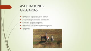 Las relaciones en los ecosistemas | PPTX