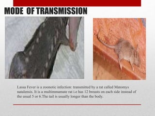 Lassa fever | PPTX