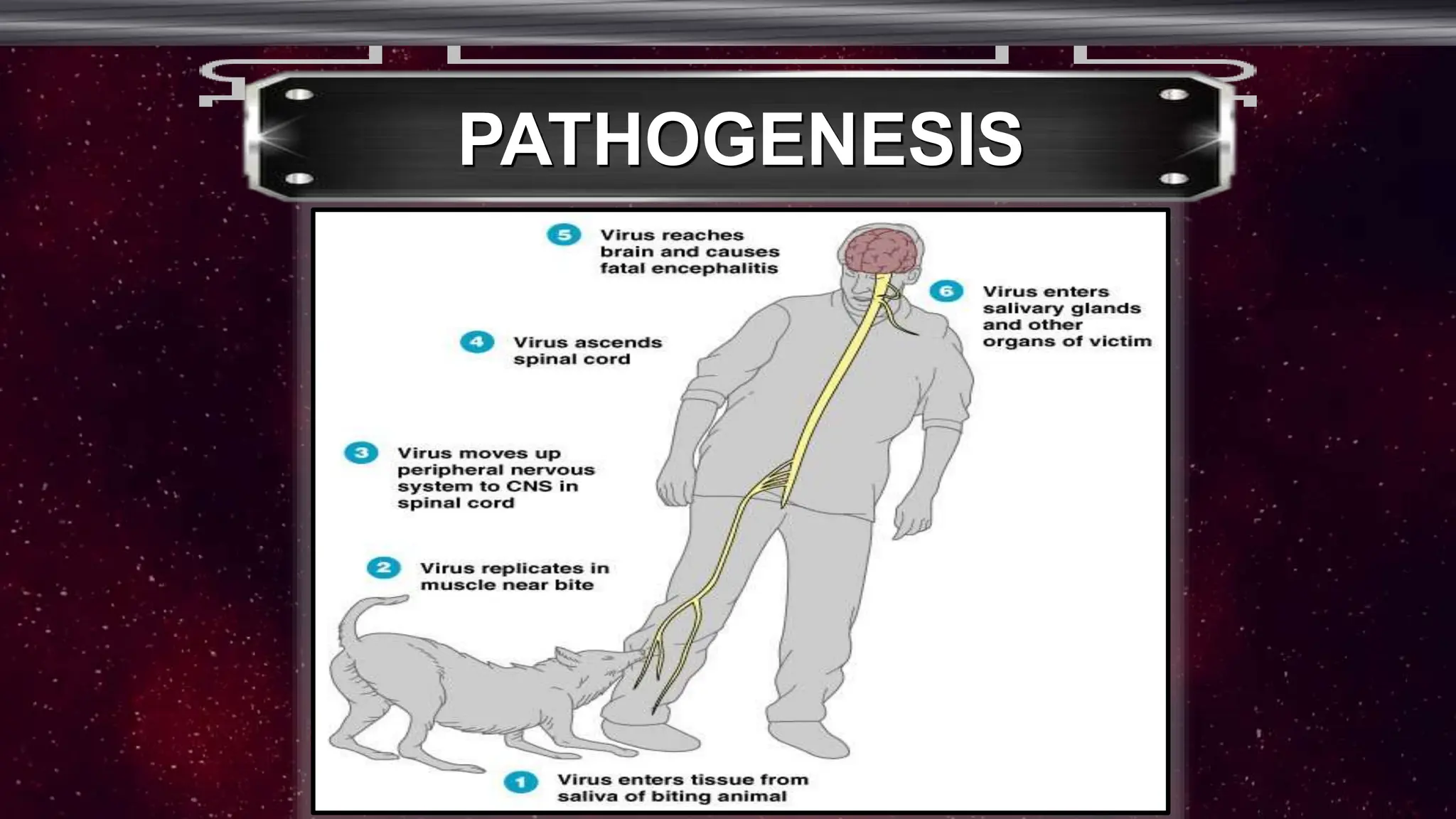 LYSSA VIRUS(RABIES) :Deadly neurotropic virus.pptx