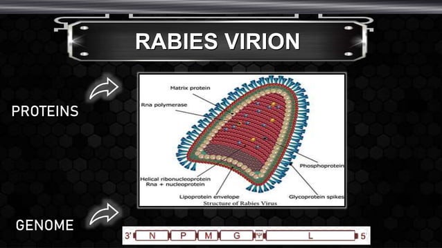 LYSSA VIRUS(RABIES) :Deadly neurotropic virus.pptx