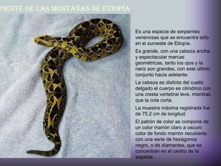 Las serpientes | PPTX