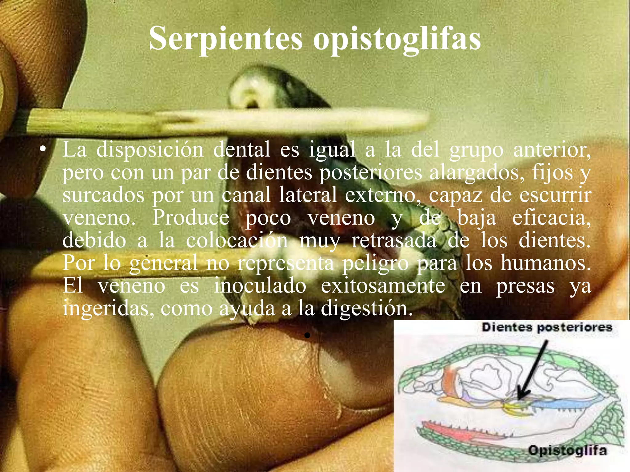Las serpientes y su dentadura | PPTX
