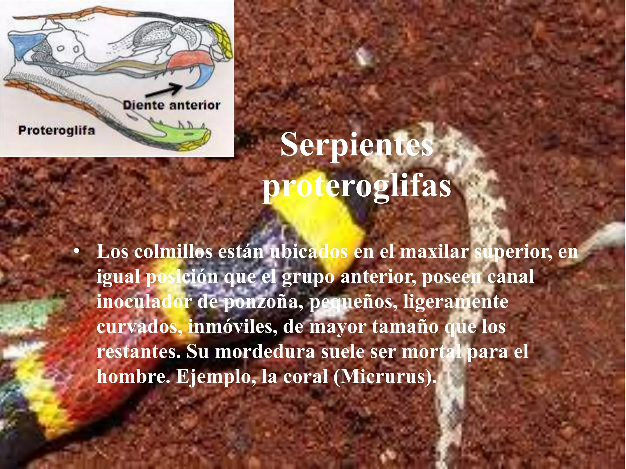Las serpientes y su dentadura | PPTX
