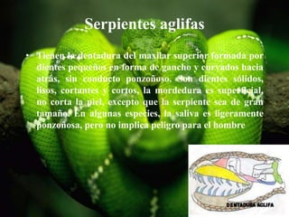 Las serpientes y su dentadura | PPTX