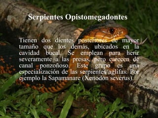 Las serpientes y su dentadura | PPTX