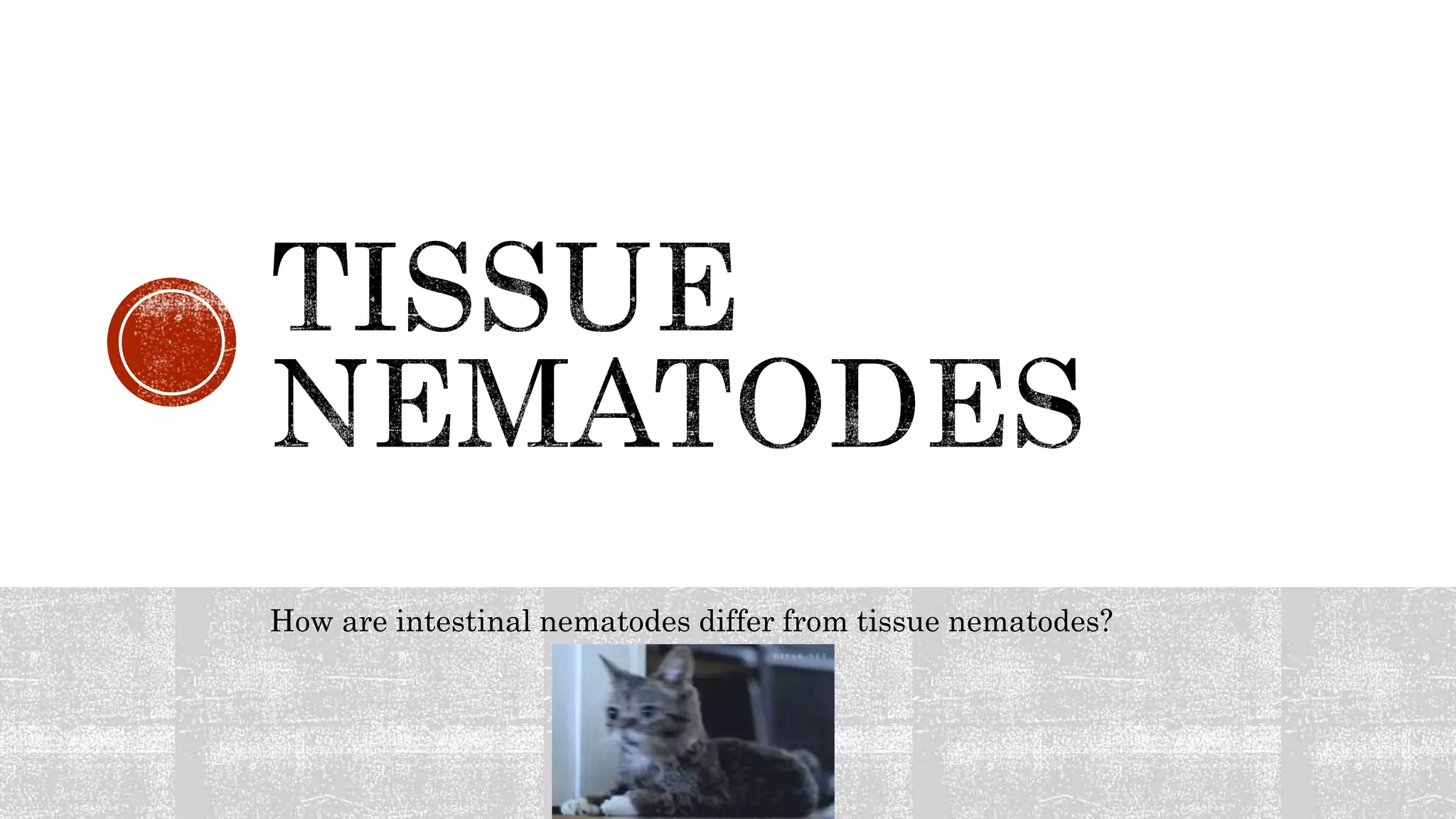 Introduction to Tissue Nematodes and Filarial Worms | PPTX